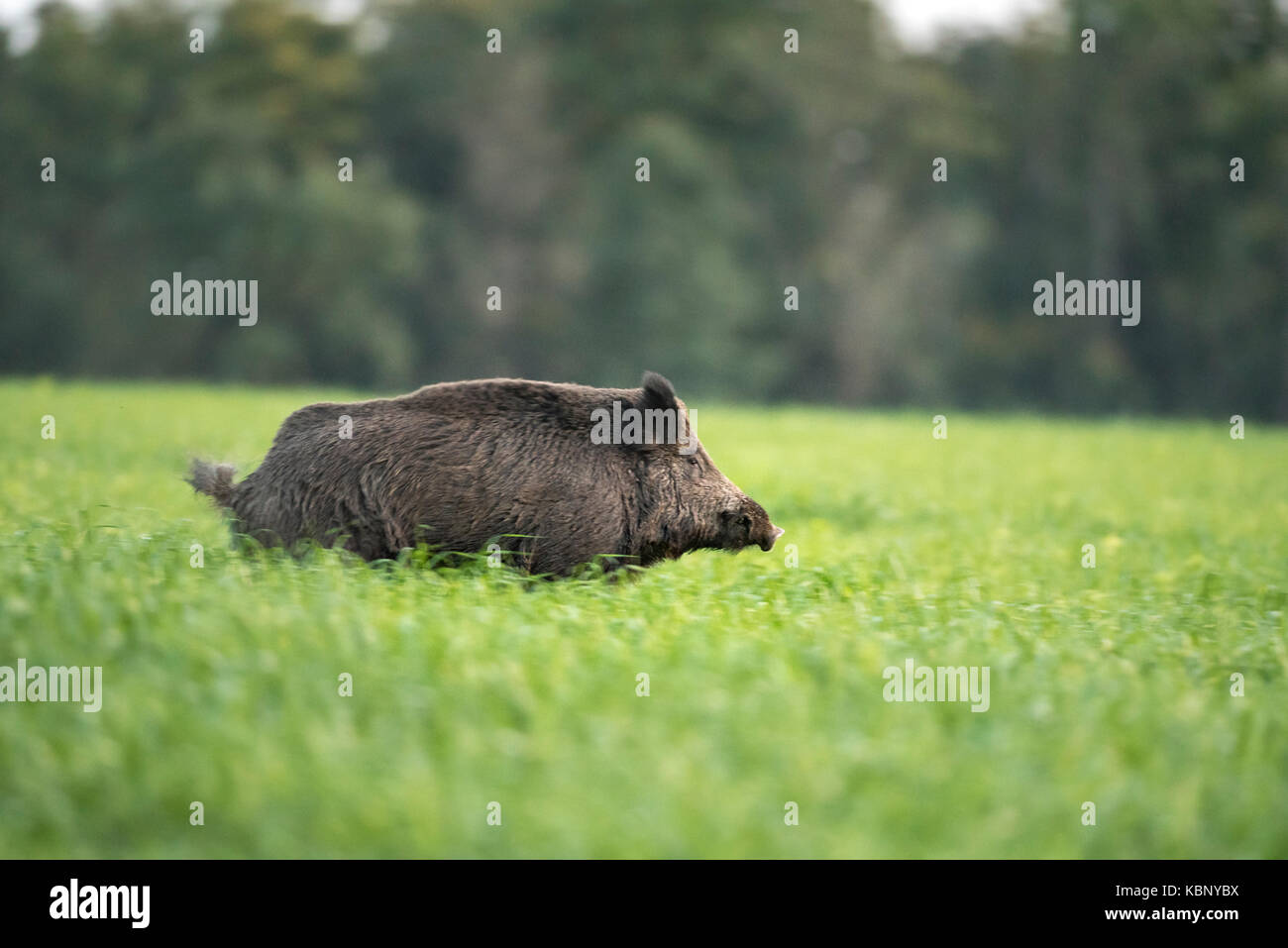 Omnivore animal hi-res stock photography and images - Alamy