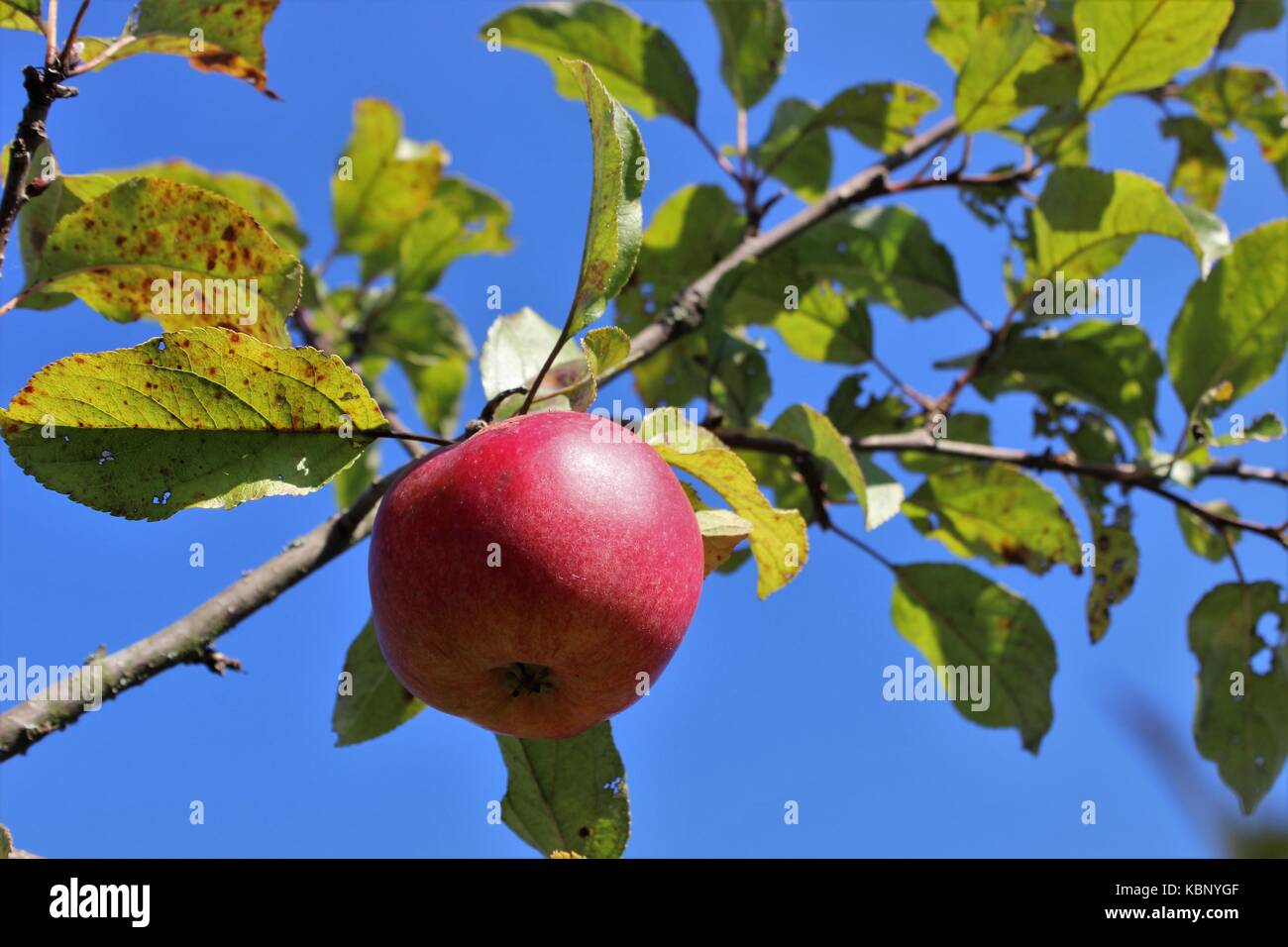 Ripe apple hanging on an apple tree branch Stock Photo - Alamy