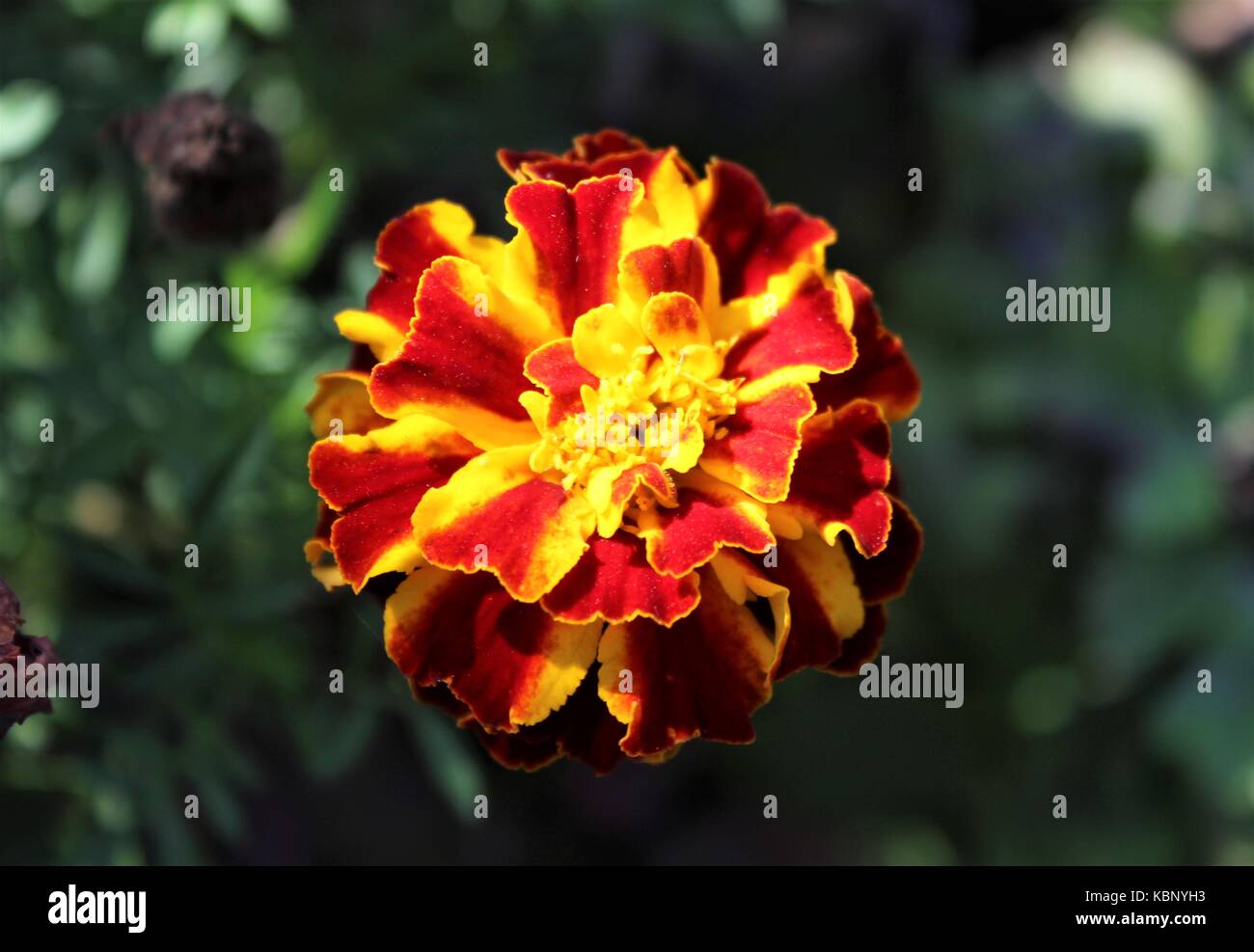 One Durango red marigold blossom Stock Photo - Alamy