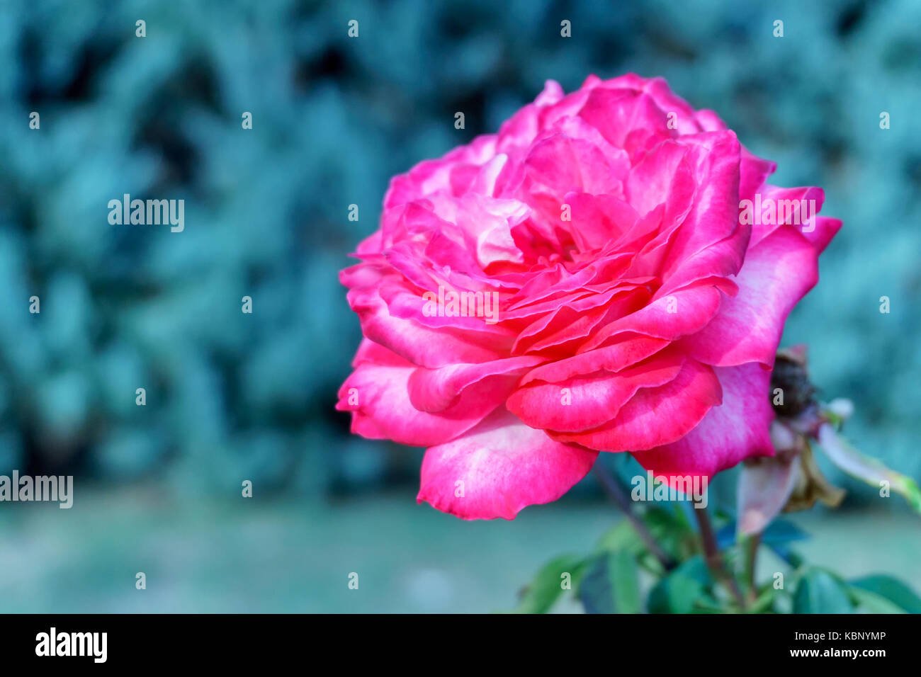 Beautiful, delicate rose in the garden Stock Photo - Alamy