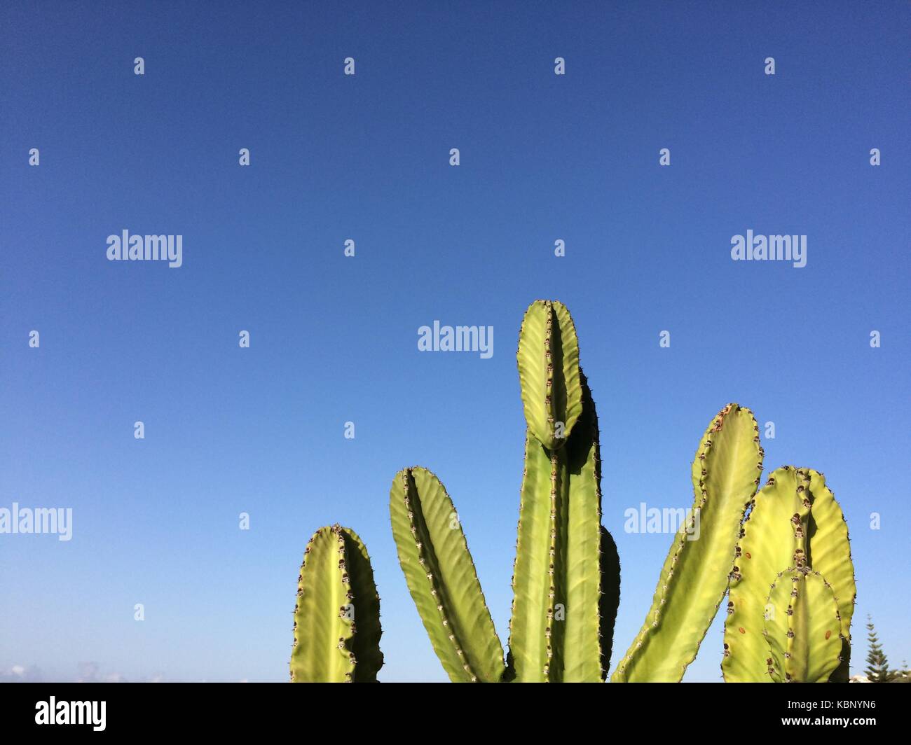 cactus on blue sky - cactus isolated on blue sky Stock Photo - Alamy