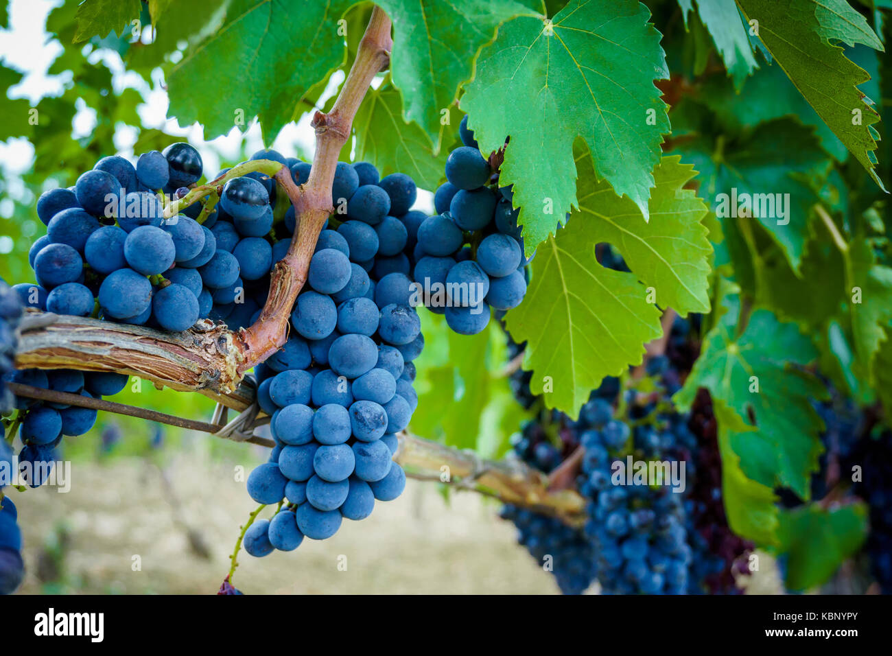 Ripe grapes in fall. autumn harvest Stock Photo - Alamy