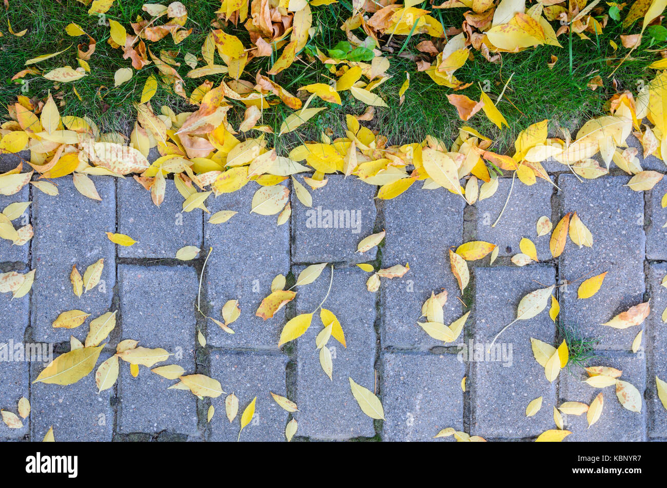 Yellow Fallen Autumn Leaves on the on the Sidewalk Paved with Gray ...