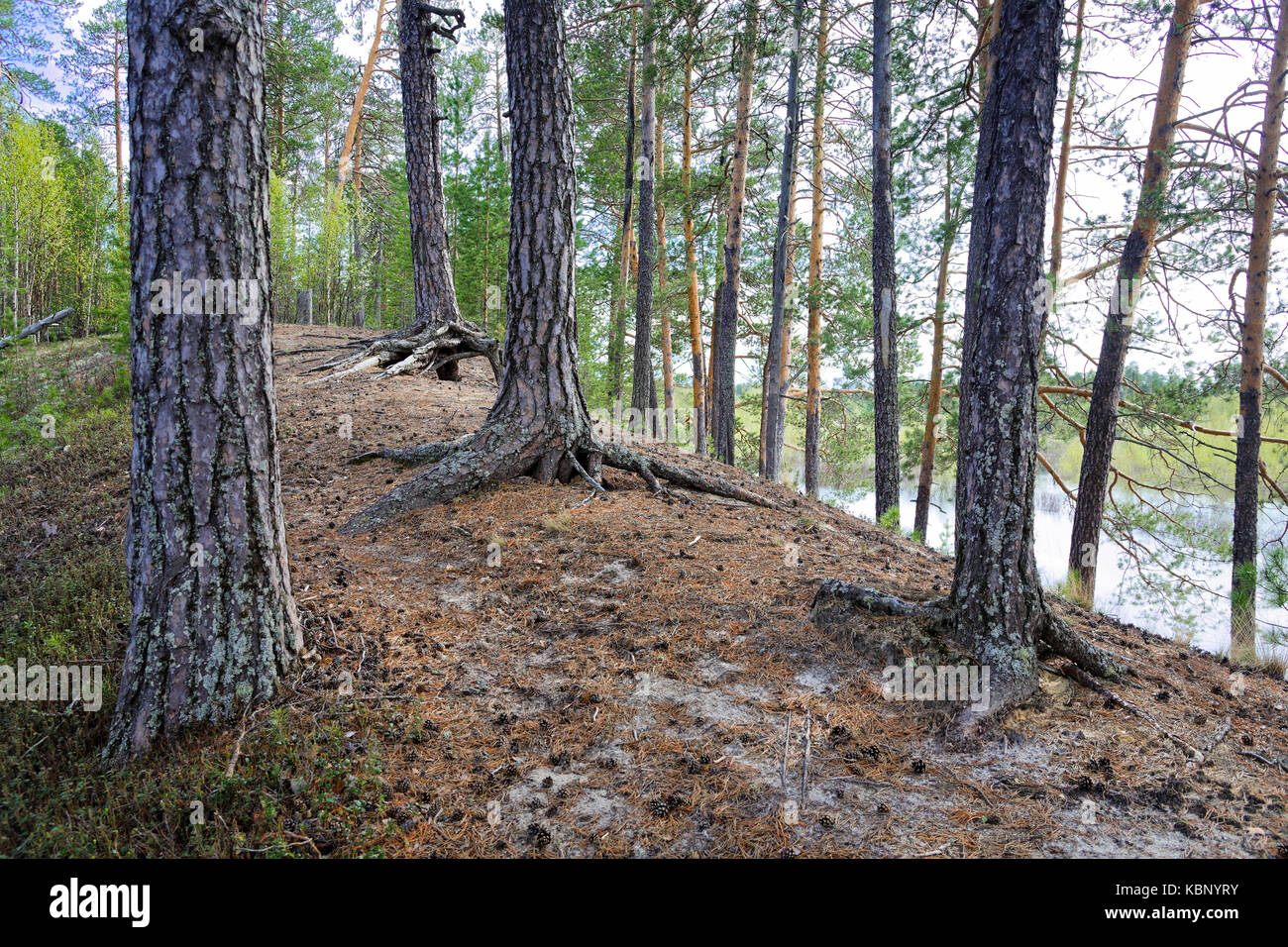 Old pine trees and their roots on the hill near the shore of the ...