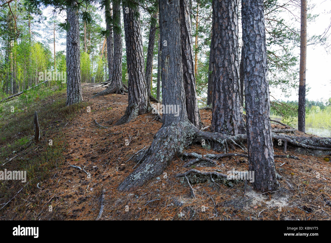 Beautiful view bark old pine hi-res stock photography and images - Alamy