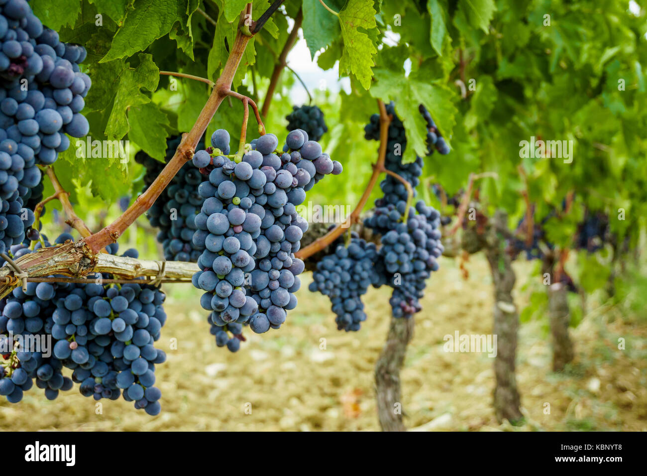 Ripe grapes in fall. autumn harvest Stock Photo - Alamy