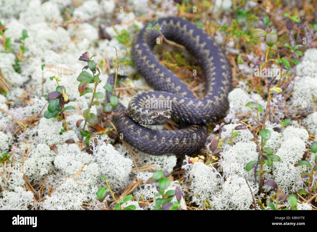 Siberian viper in the wild among the reindeer moss Stock Photo - Alamy
