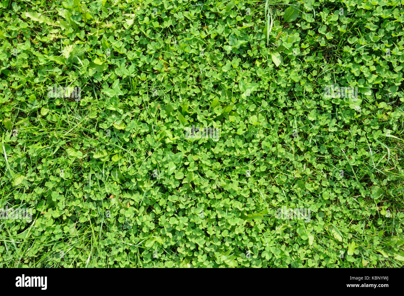 Green Clover Lawn Texture. Natural Plant Cover Background Stock Photo ...