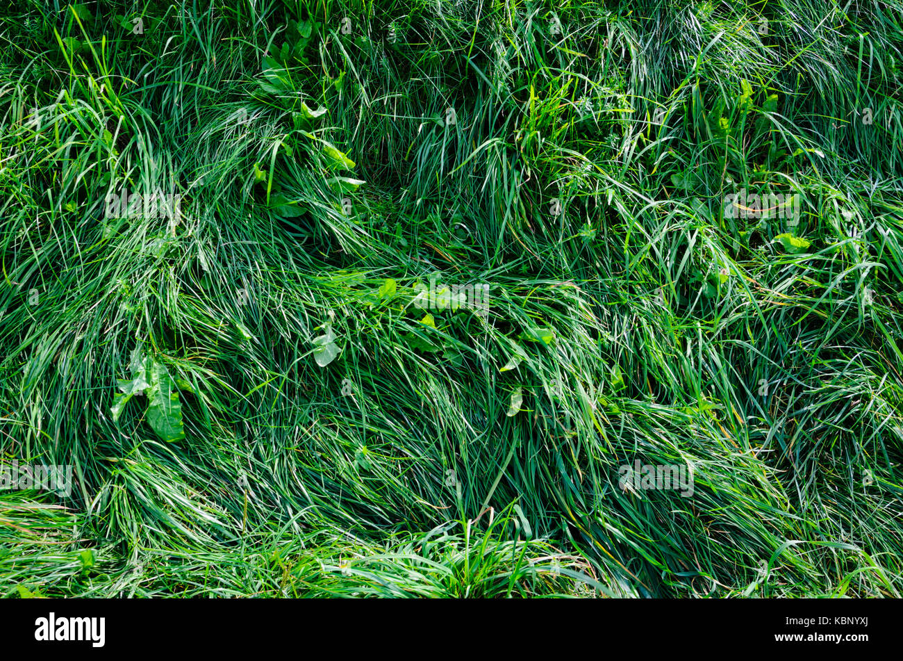 Long Green Grass Texture Top View. Nature Background Stock Photo - Alamy
