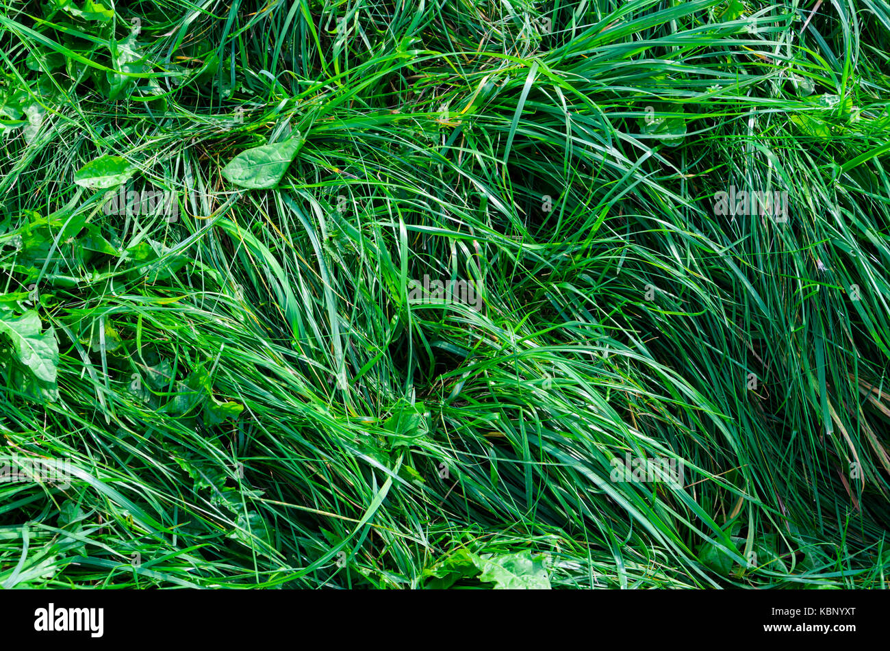 Long Green Grass Texture Top View. Nature Background Stock Photo - Alamy