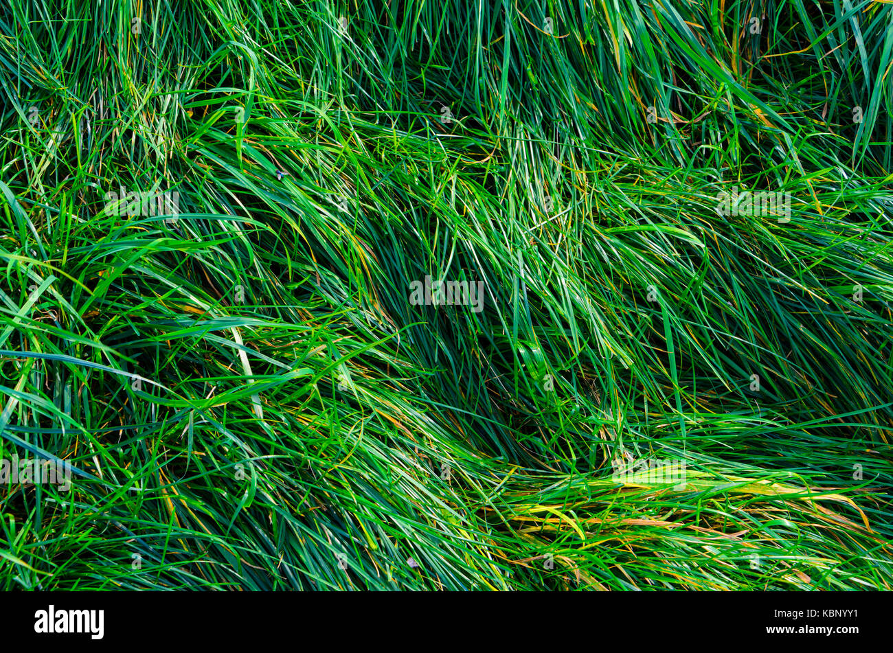 Long Green Grass Texture Top View. Nature Background Stock Photo - Alamy