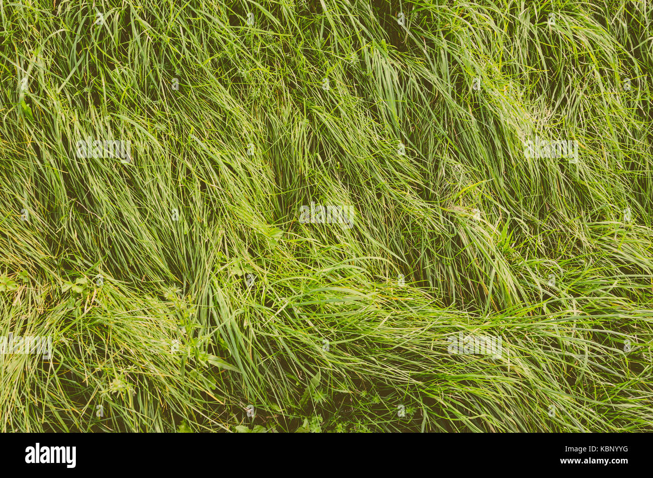 Long Green Grass Texture Top View. Nature Background. Faded Film ...