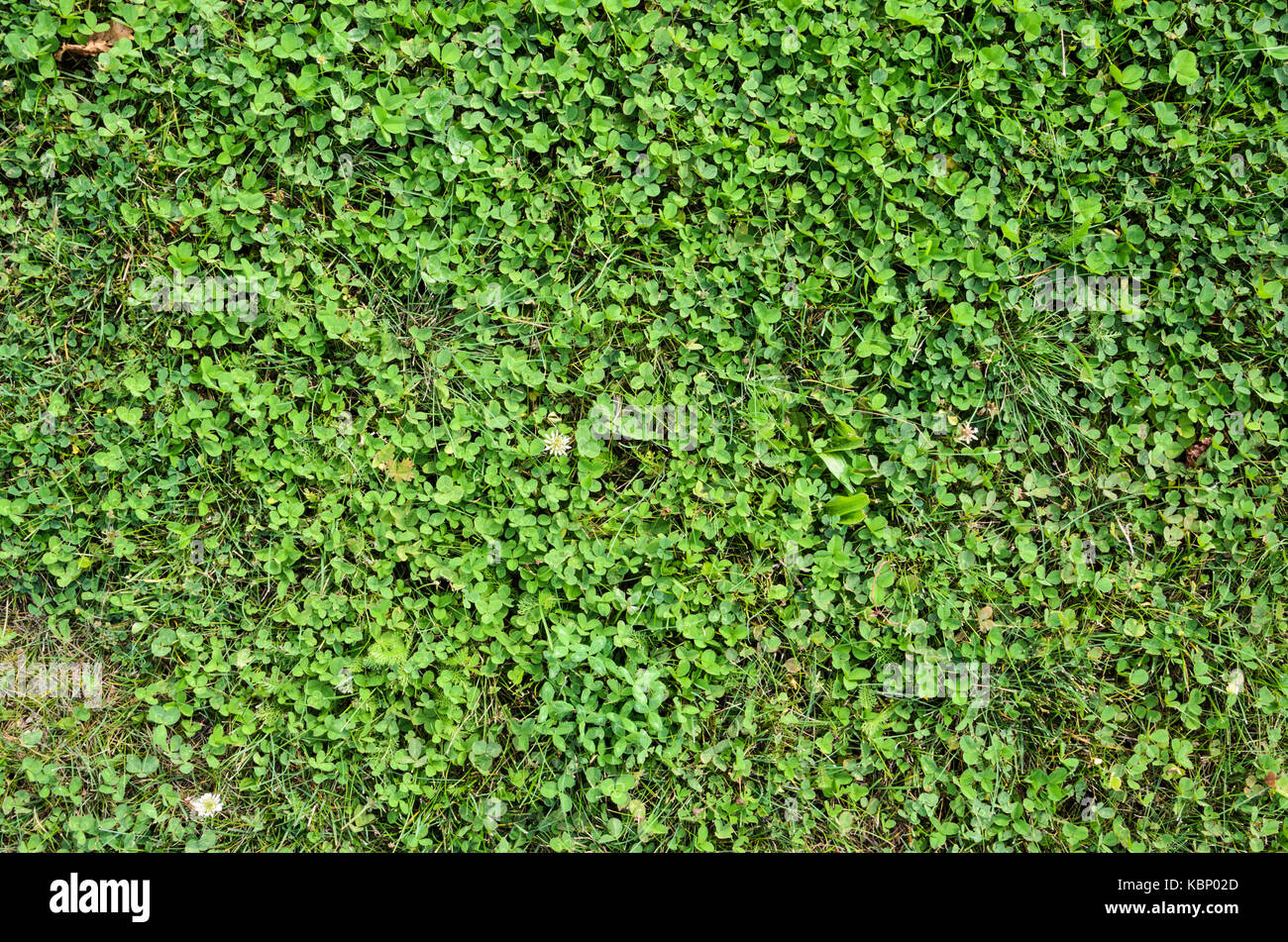 Green Clover Lawn Texture. Natural Plant Cover Background Stock Photo ...