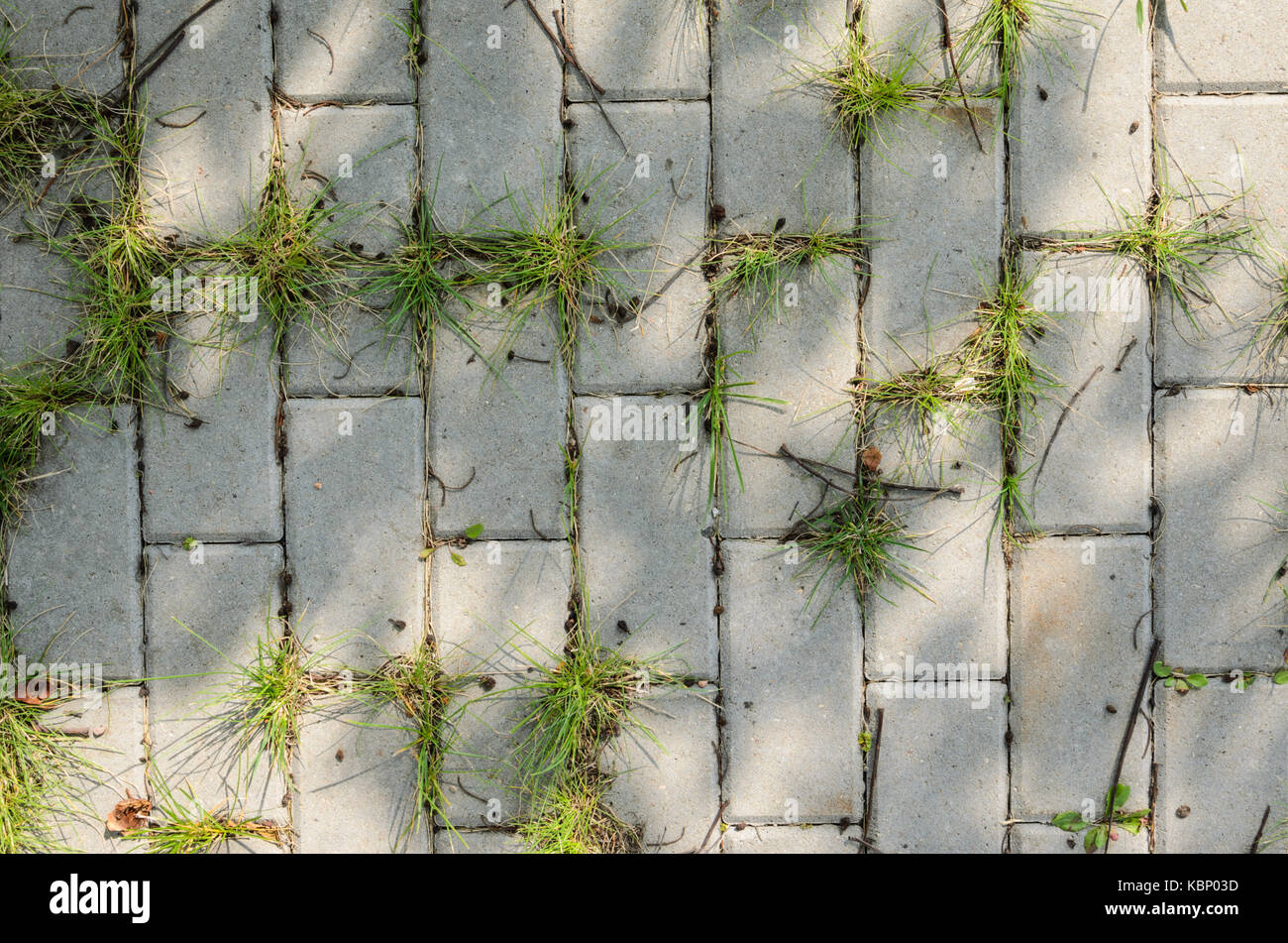 The Grass Grows Between the Paving Slabs. Paving Footpath in the Shade ...