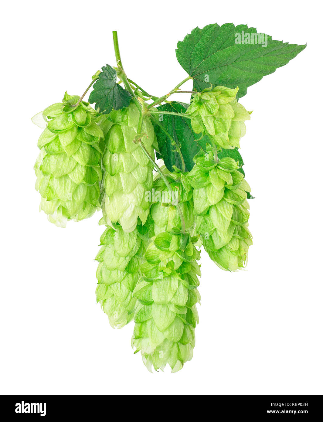 Raw hops Cut Out Stock Images & Pictures - Alamy