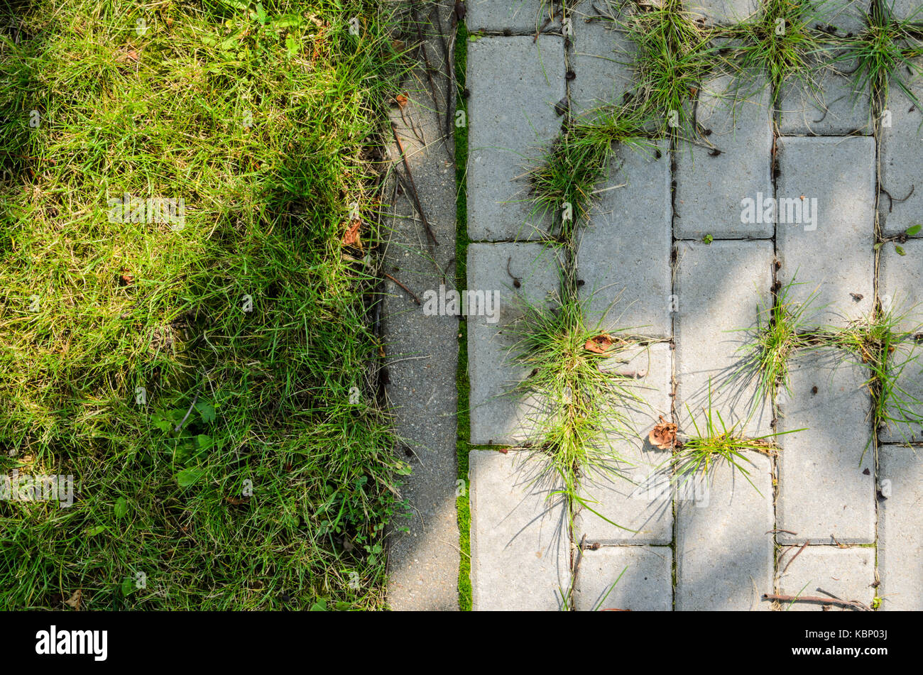 The Grass Grows Between the Paving Slabs. Paving Footpath in the Shade ...