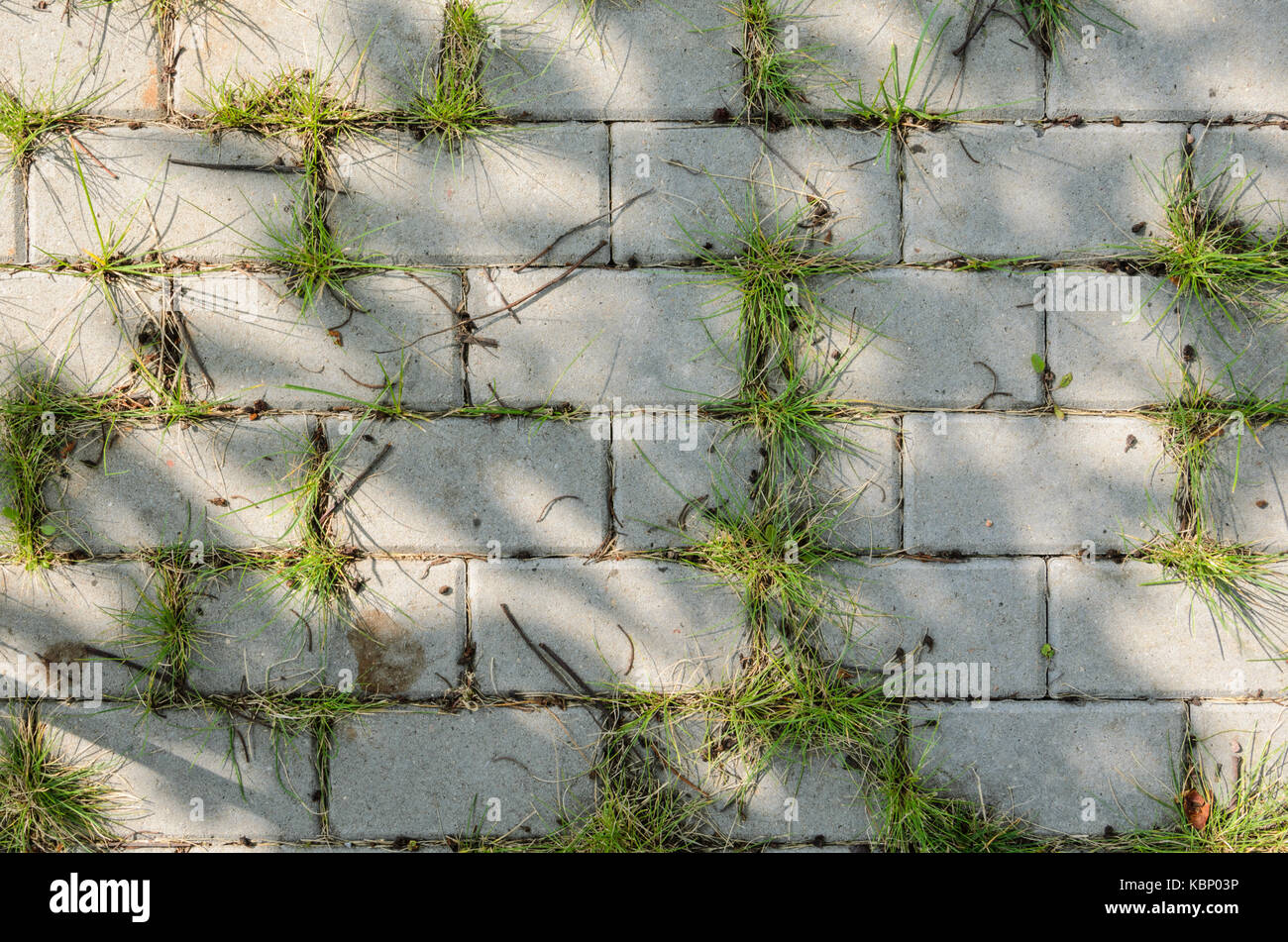 The Grass Grows Between the Paving Slabs. Paving Footpath in the Shade ...