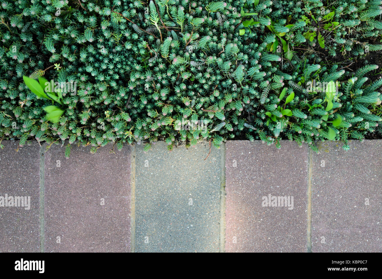 Garden slate pavement hi-res stock photography and images - Alamy
