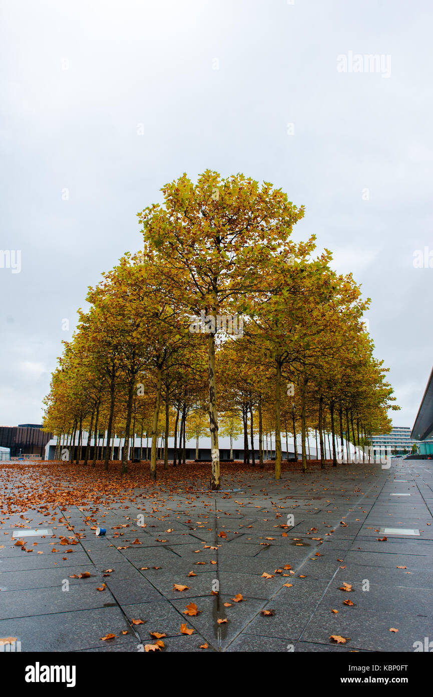 Symmetrical yellow trees, Luxembourg Stock Photo - Alamy