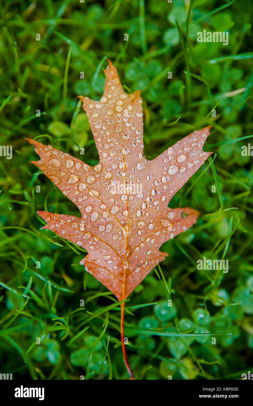 Fallen leaf hi-res stock photography and images - Alamy
