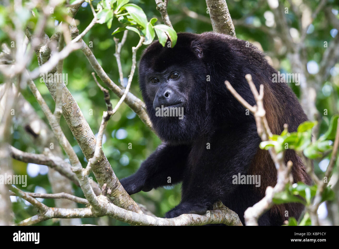 howler monkey up a tree in Guanacaste Costa Rica Stock Photo - Alamy