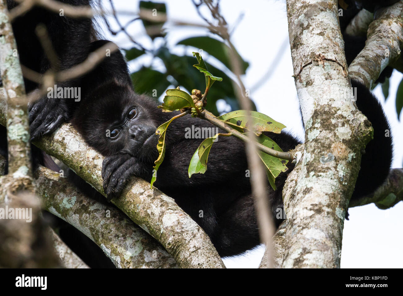 howler monkey up a tree in Guanacaste Costa Rica Stock Photo - Alamy