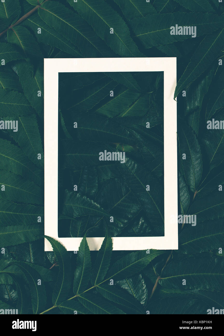 Creative layout made of green leaves with white frame. Top view, flat ...