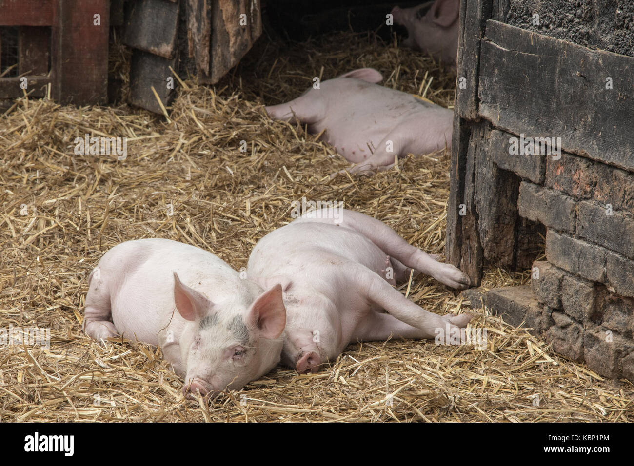 piglets asleep in pen on straw with one pig awake Stock Photo - Alamy