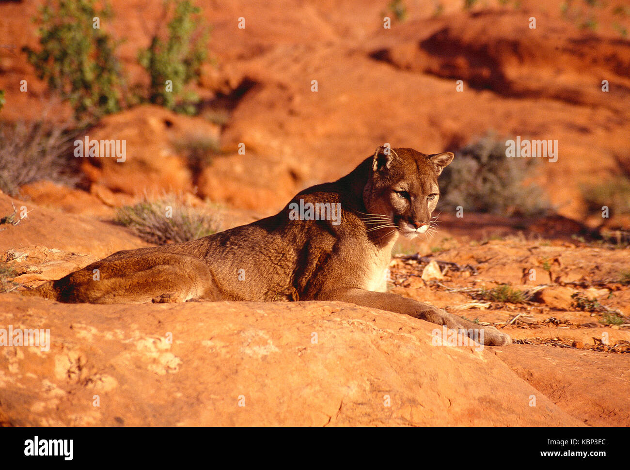 Utah fauna hi-res stock photography and images - Alamy
