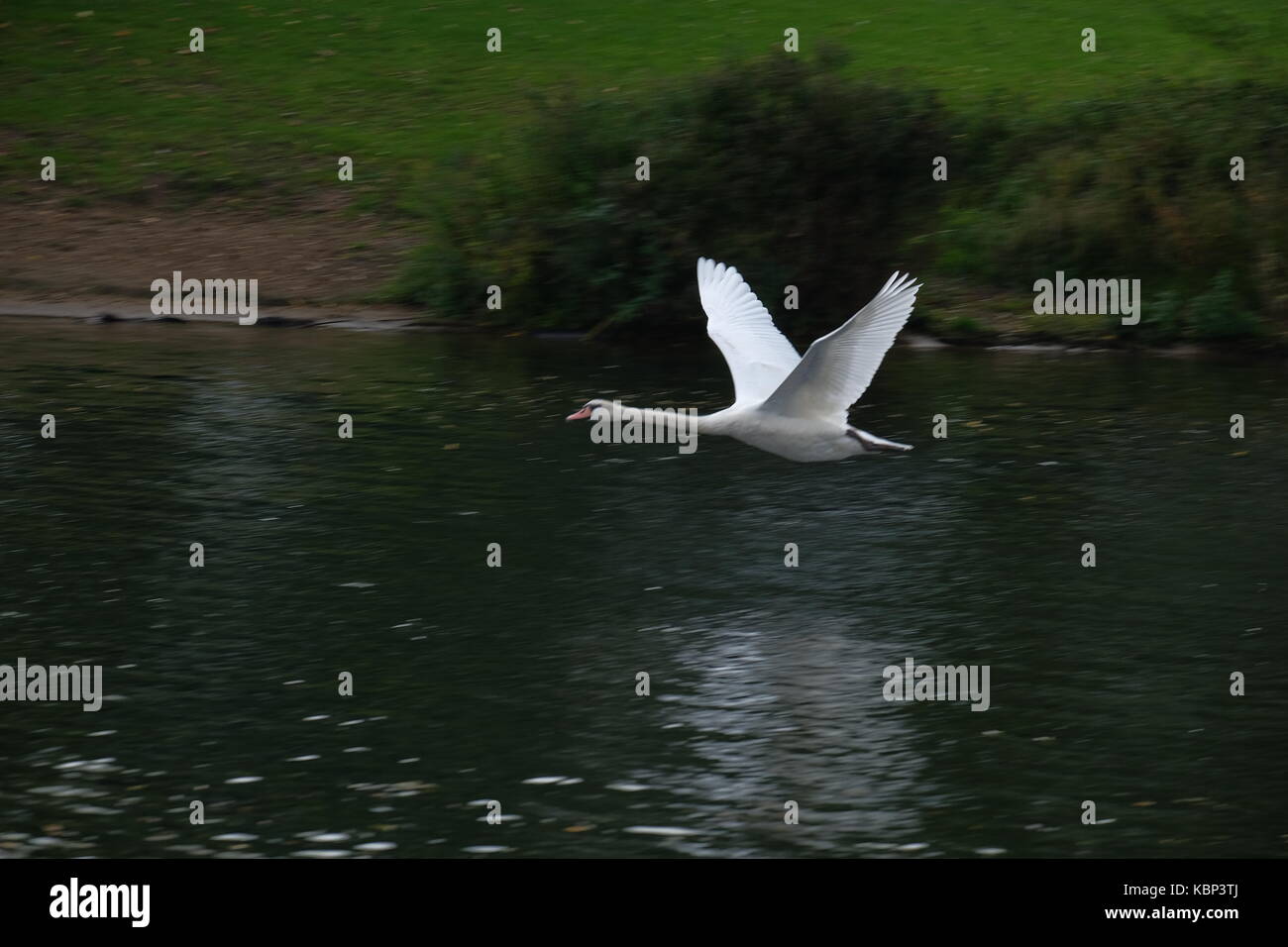 Mute swan thames flying hi-res stock photography and images - Alamy
