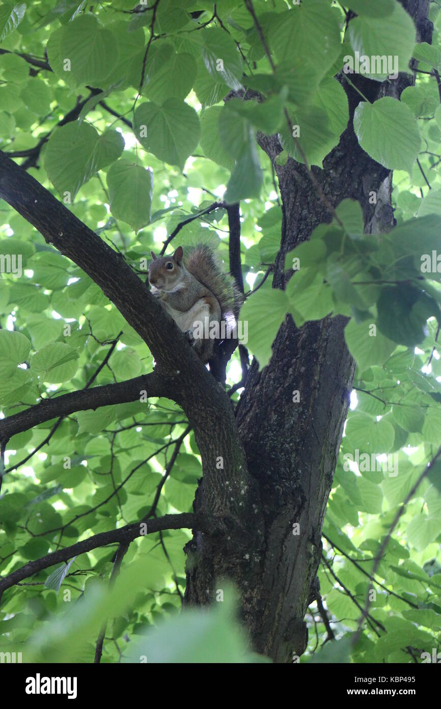 Tree look down hi-res stock photography and images - Alamy