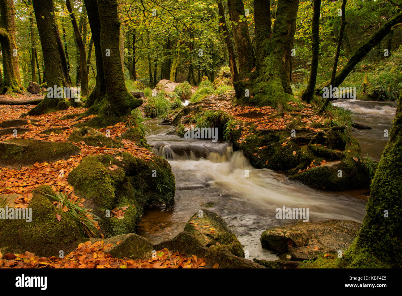 Golitha falls Cornwall Stock Photo - Alamy