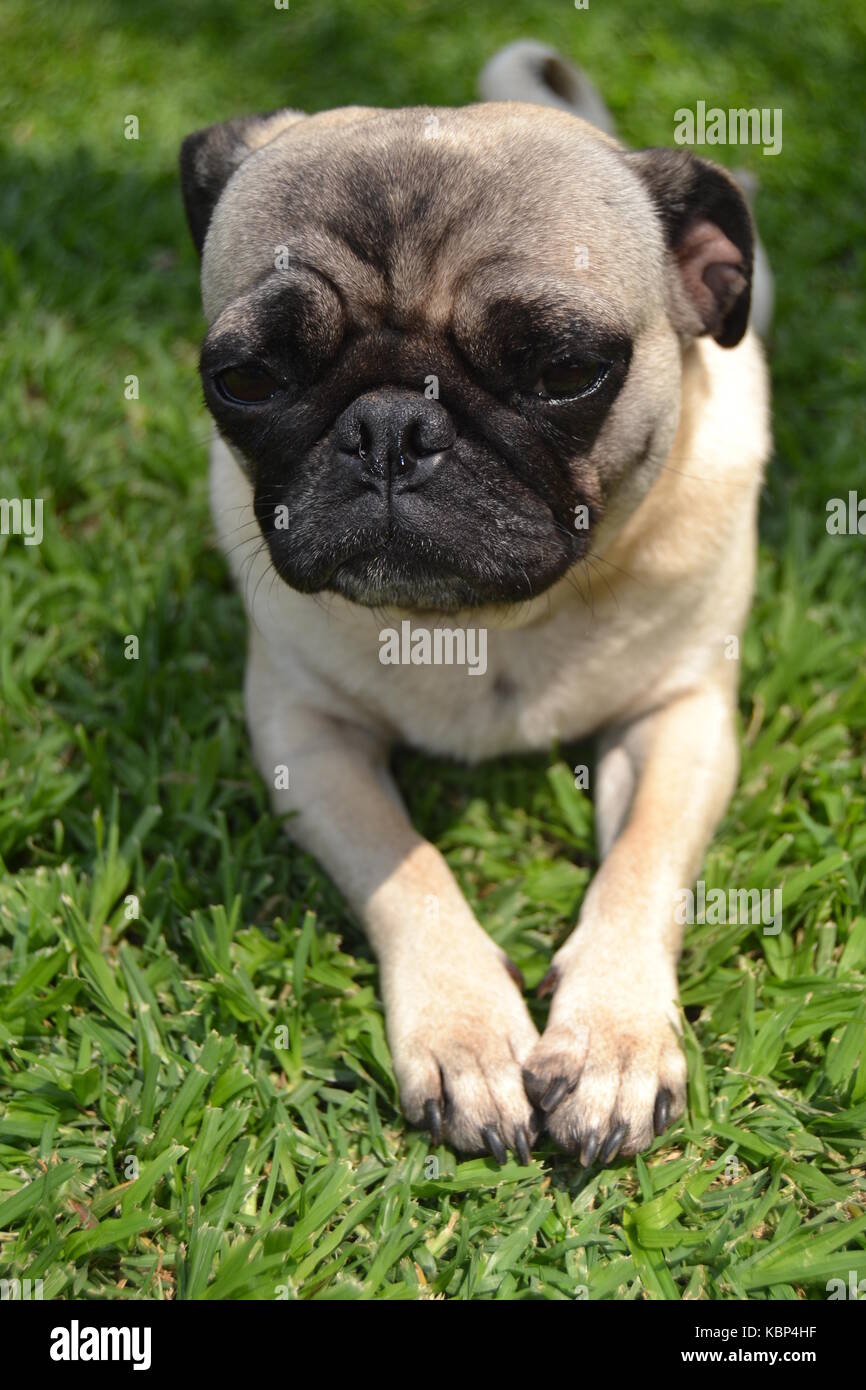 Female pug hi-res stock photography and images - Alamy