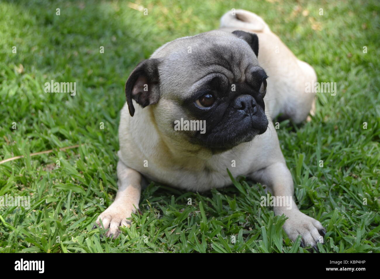 Cute Small Female Black Pug Stock Photos & Cute Small Female Black Pug ...