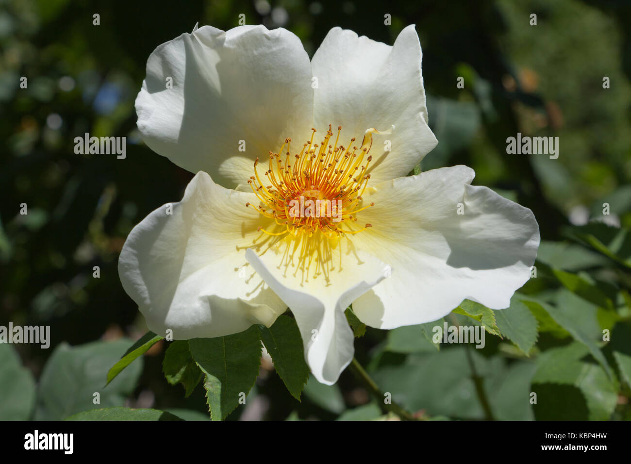 Golden wings hi-res stock photography and images - Alamy