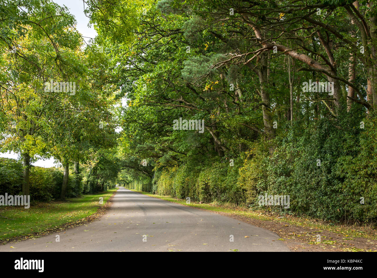 Overarching trees hi-res stock photography and images - Alamy