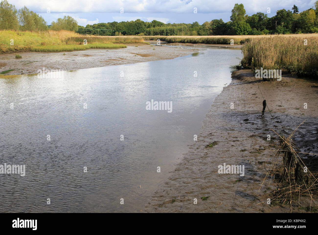 Tidal reedbeds River Deben, upstream from Wilford Bridge, Melton ...