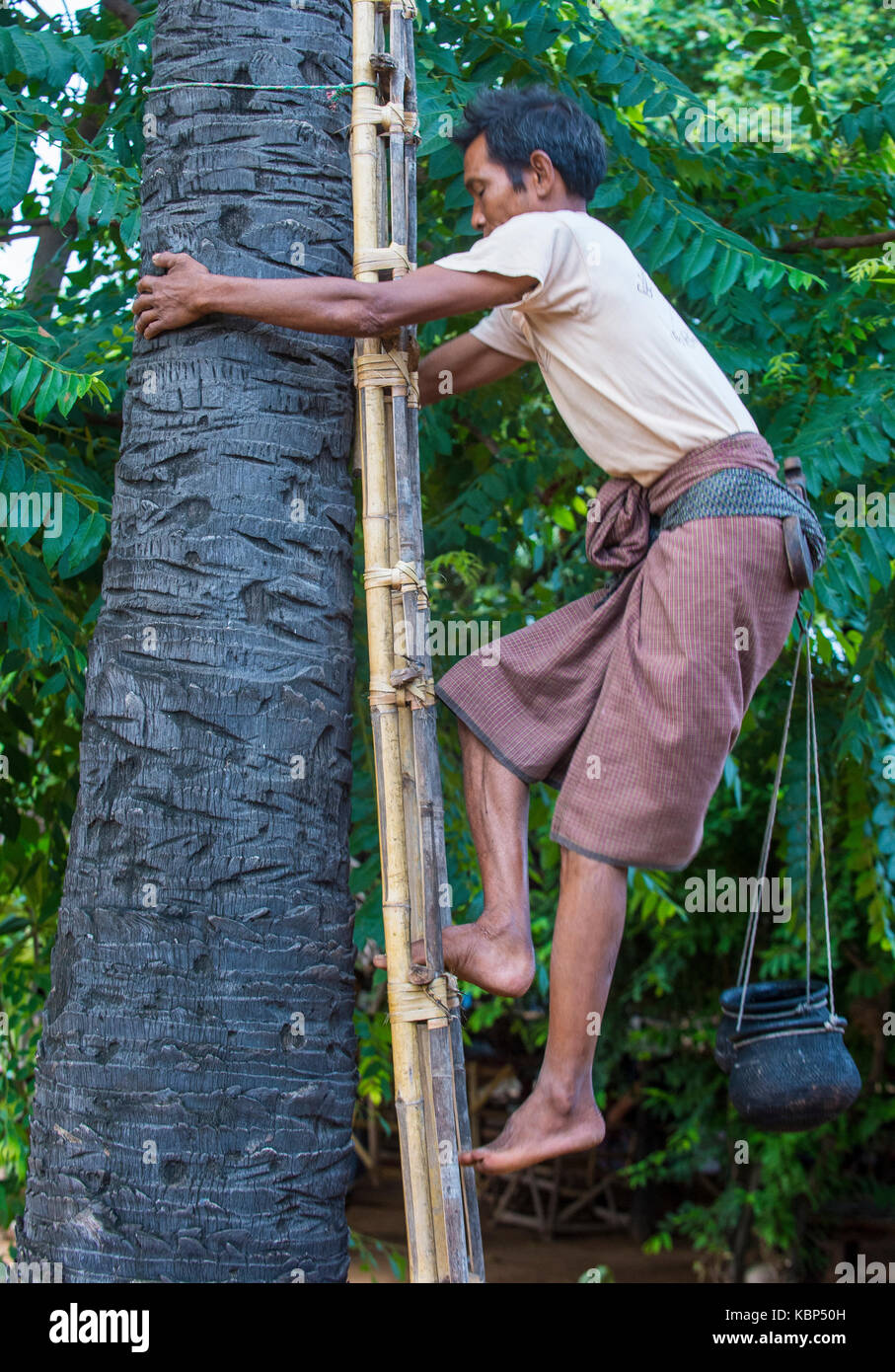 Palm plantation burma hi-res stock photography and images - Alamy