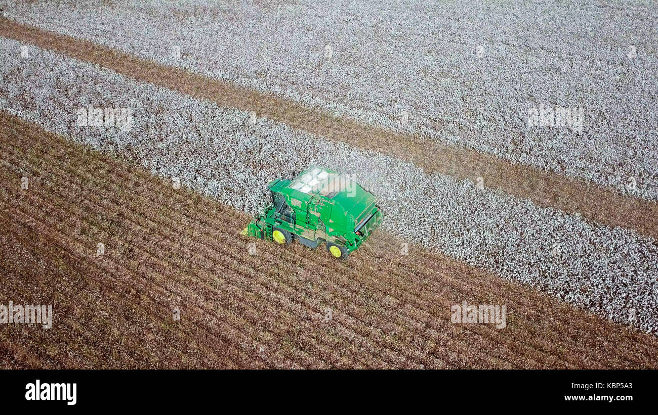 Combine Harvesting Cotton Field In High Resolution Stock Photography ...