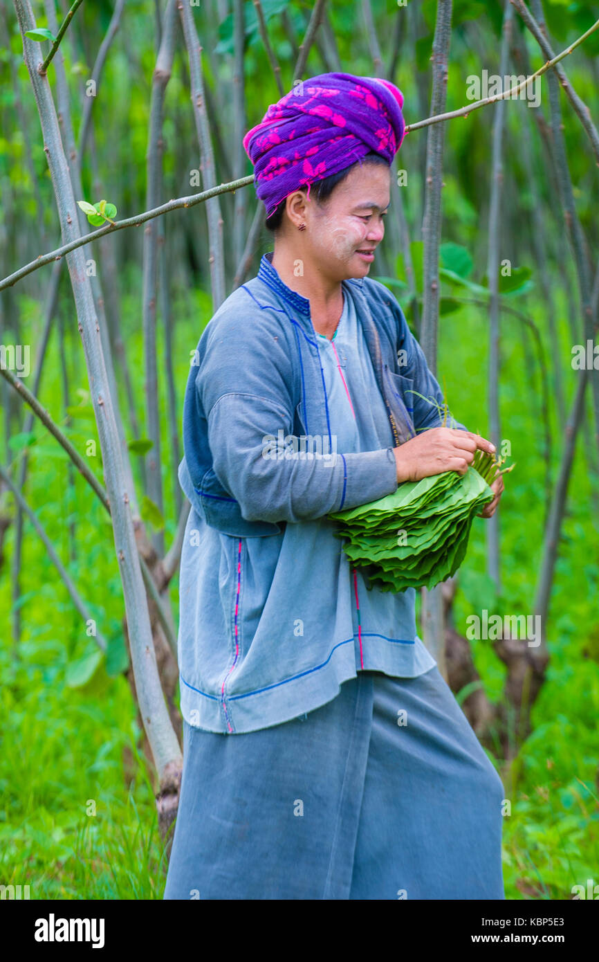 Burmese farmer working on a field in Shan state Myanmar Stock Photo - Alamy