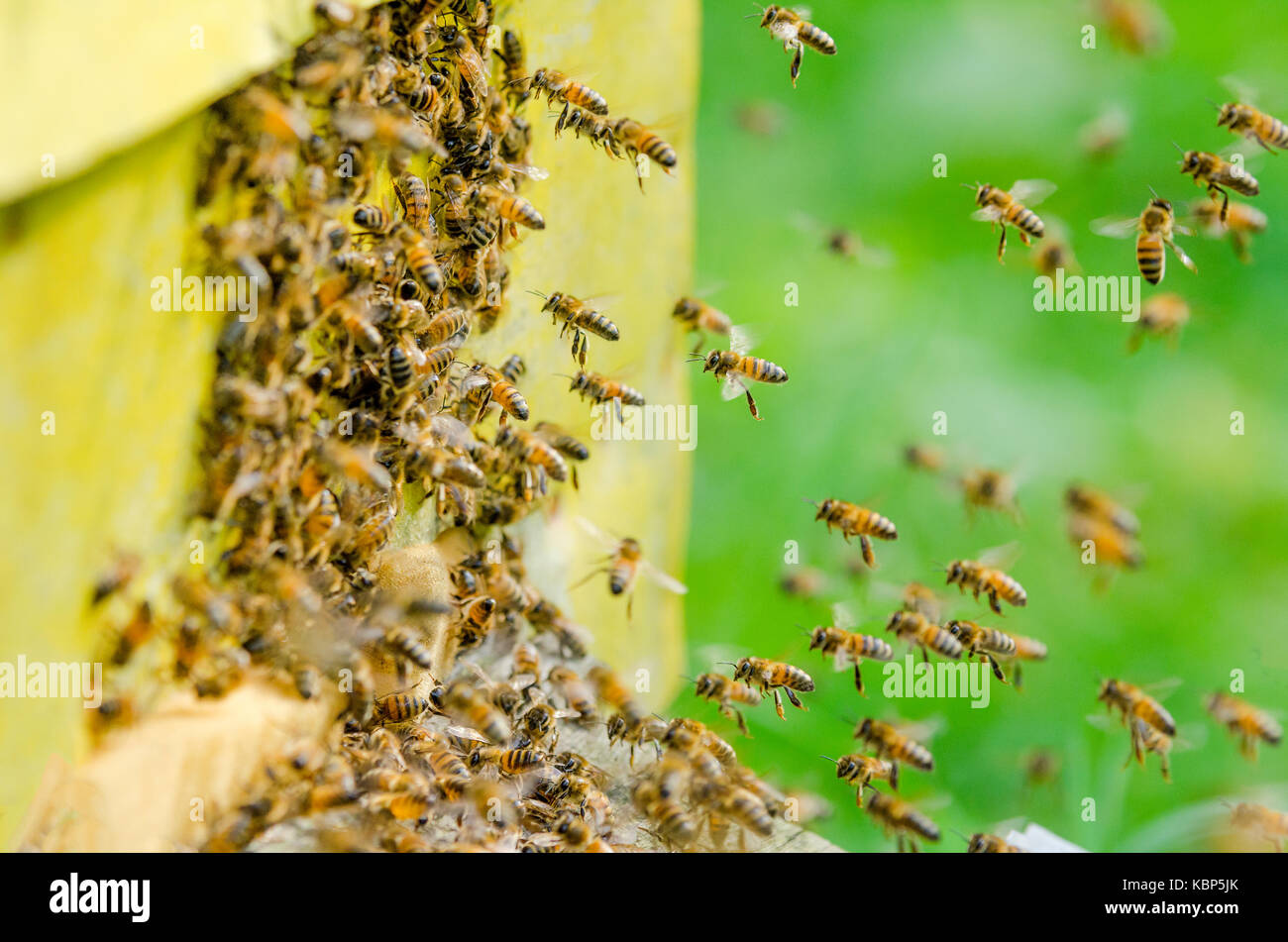 How to move a beehive hi-res stock photography and images - Alamy