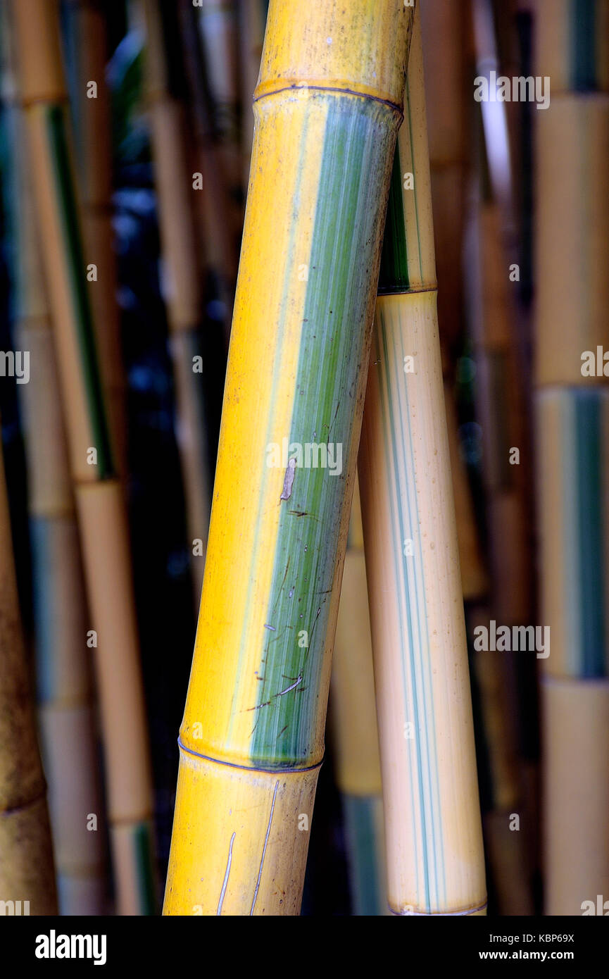 Bamboo bambusa vulgaris close-up in the park of the bamboo plantation ...