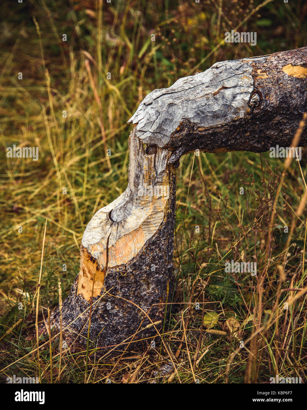 Beaver tree hi-res stock photography and images - Alamy