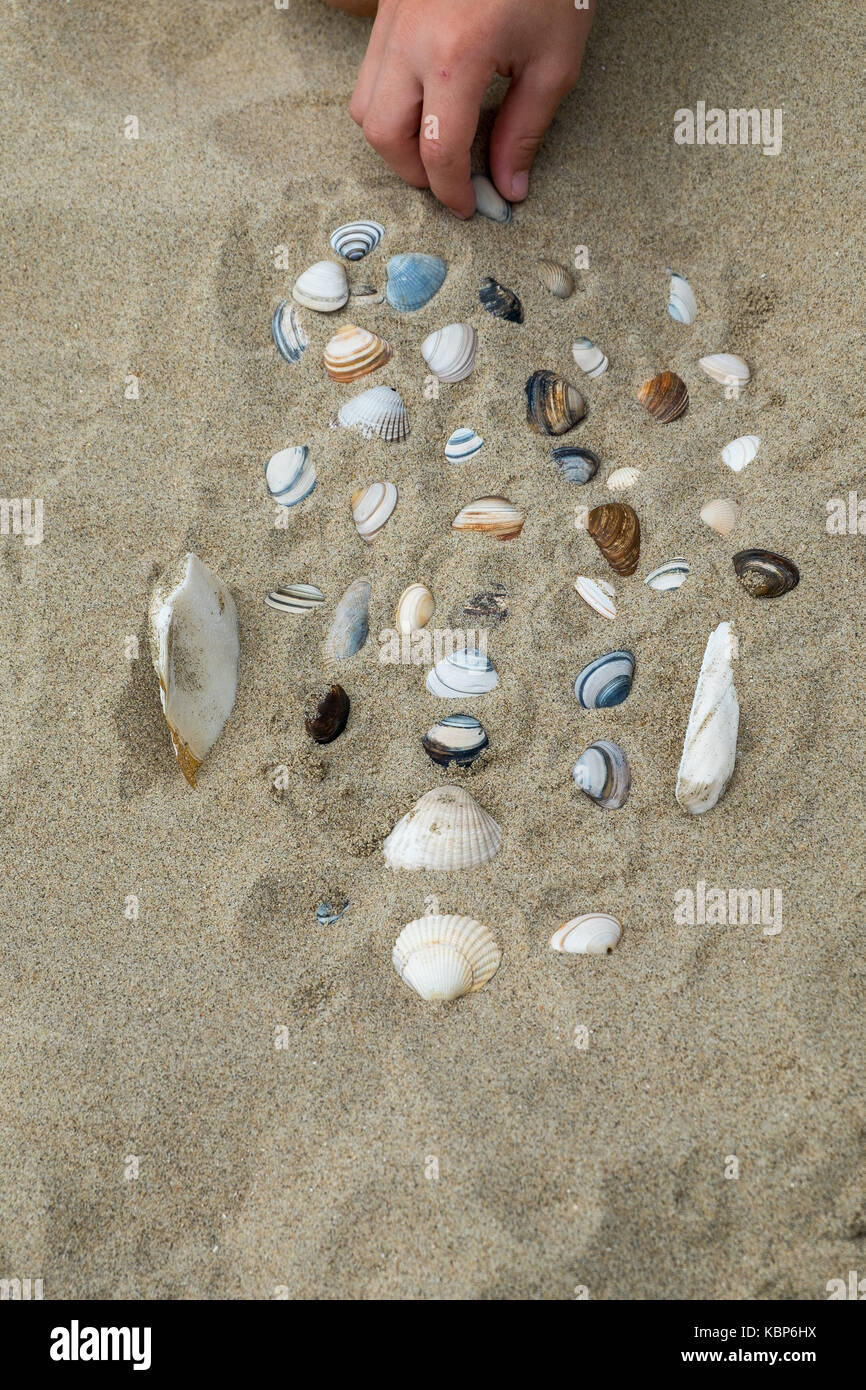 Seashells with human hand Stock Photo - Alamy