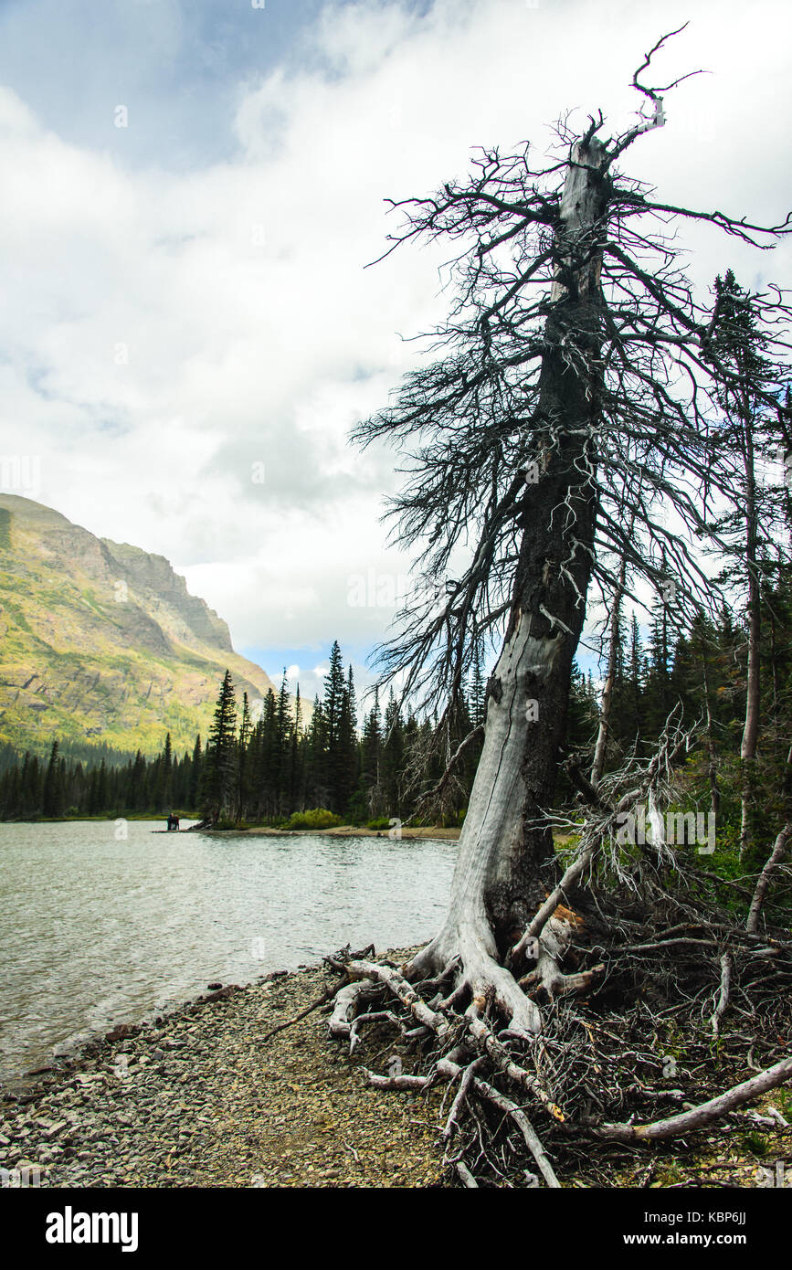 Dead Tree with Exposed Roots on Lake Shore in Glacier National Park ...