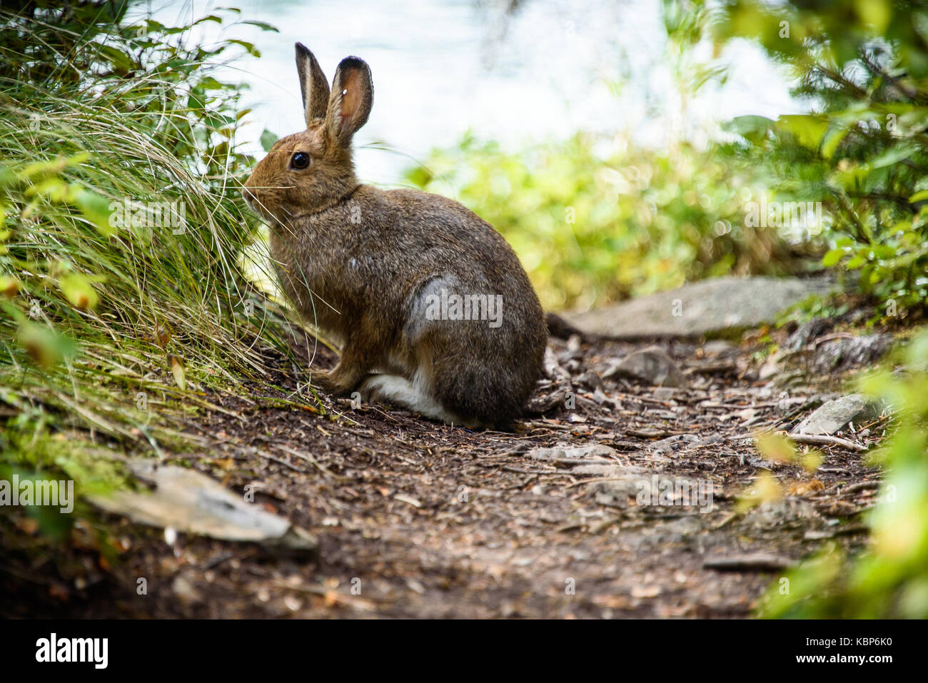 Brown Rabbit at Glacier National Park near Swiftcurrent Lake Stock ...