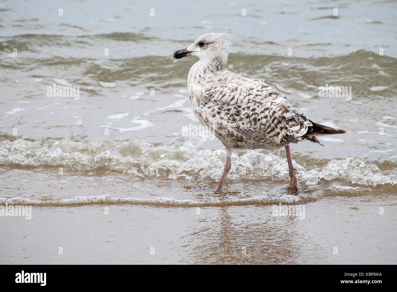 Seagull with her young hi-res stock photography and images - Alamy