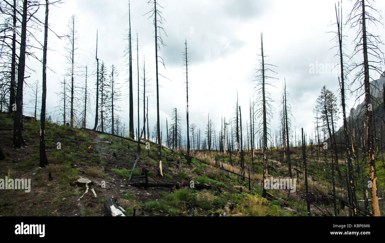 Scorched forest after fire hi-res stock photography and images - Alamy