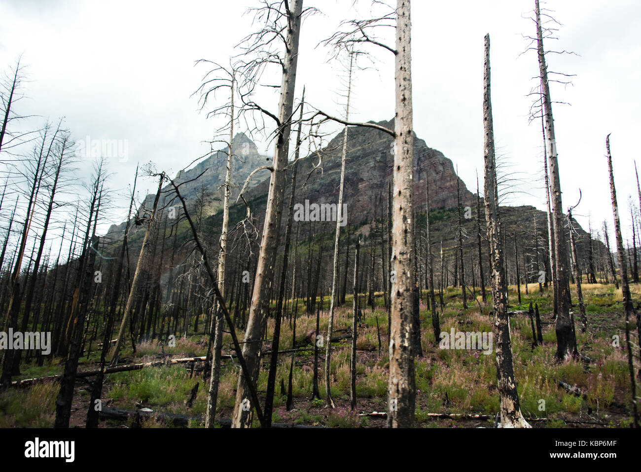 Burnt over forest hi-res stock photography and images - Alamy