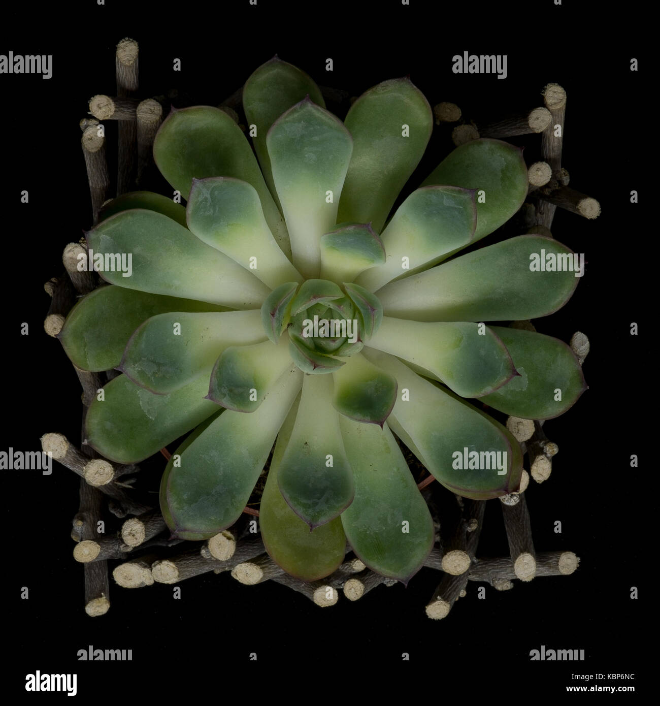 Succulent plant from above Stock Photo - Alamy